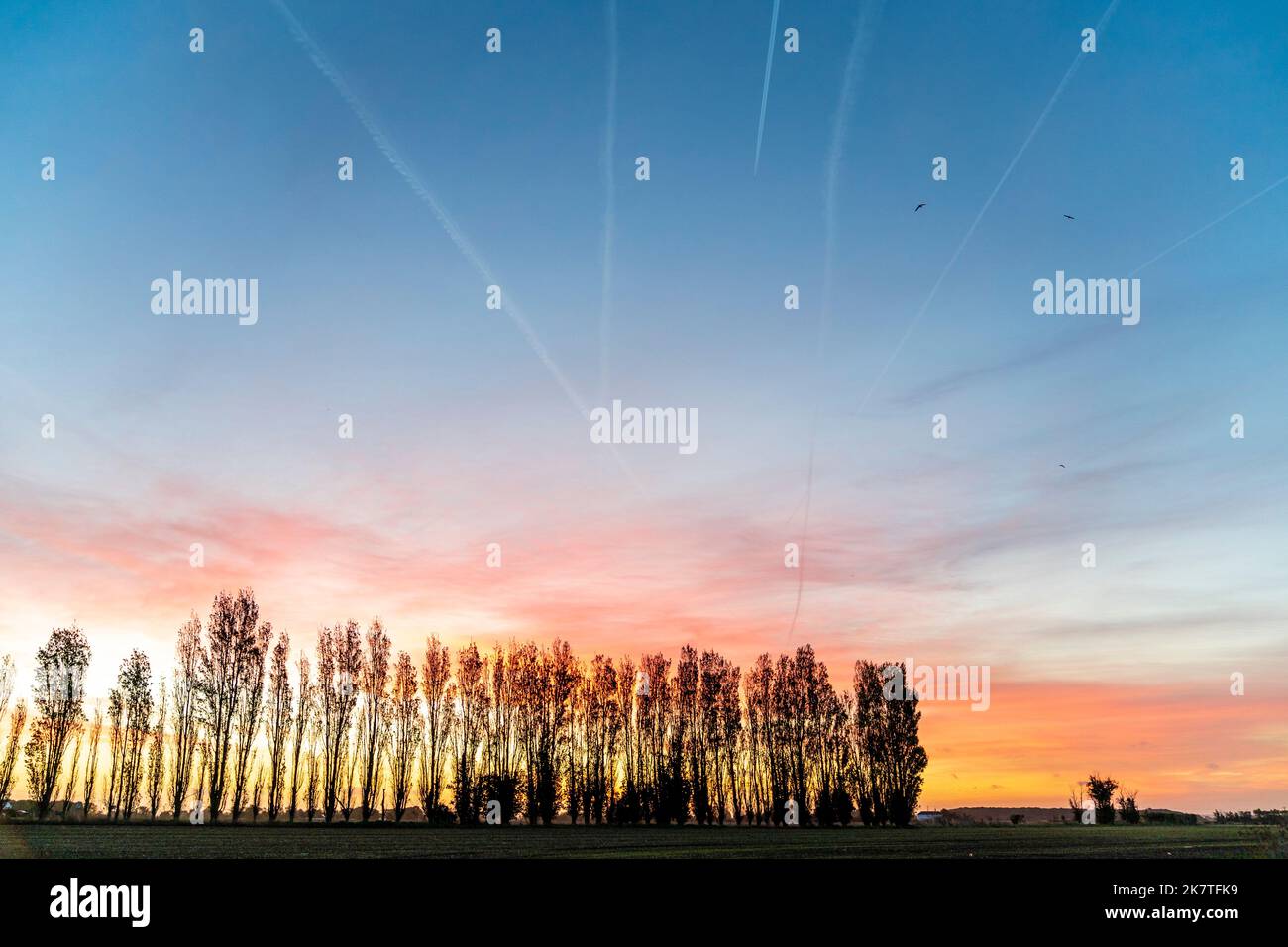 Autumn dawn sky above and behind a row of poplar trees on farmland at ...