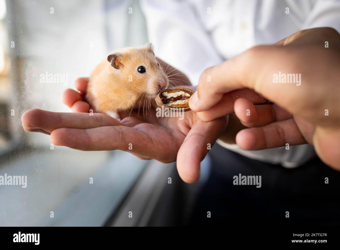 Dwarf hamster life hi-res stock photography and images - Alamy