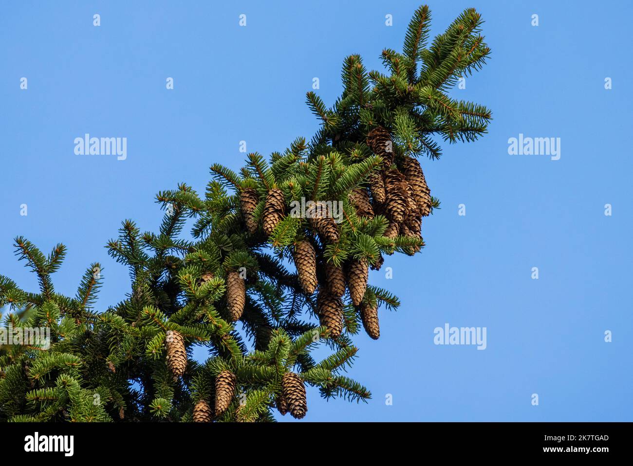Branch of spruce tree with cones is under blue sky background, natural ...