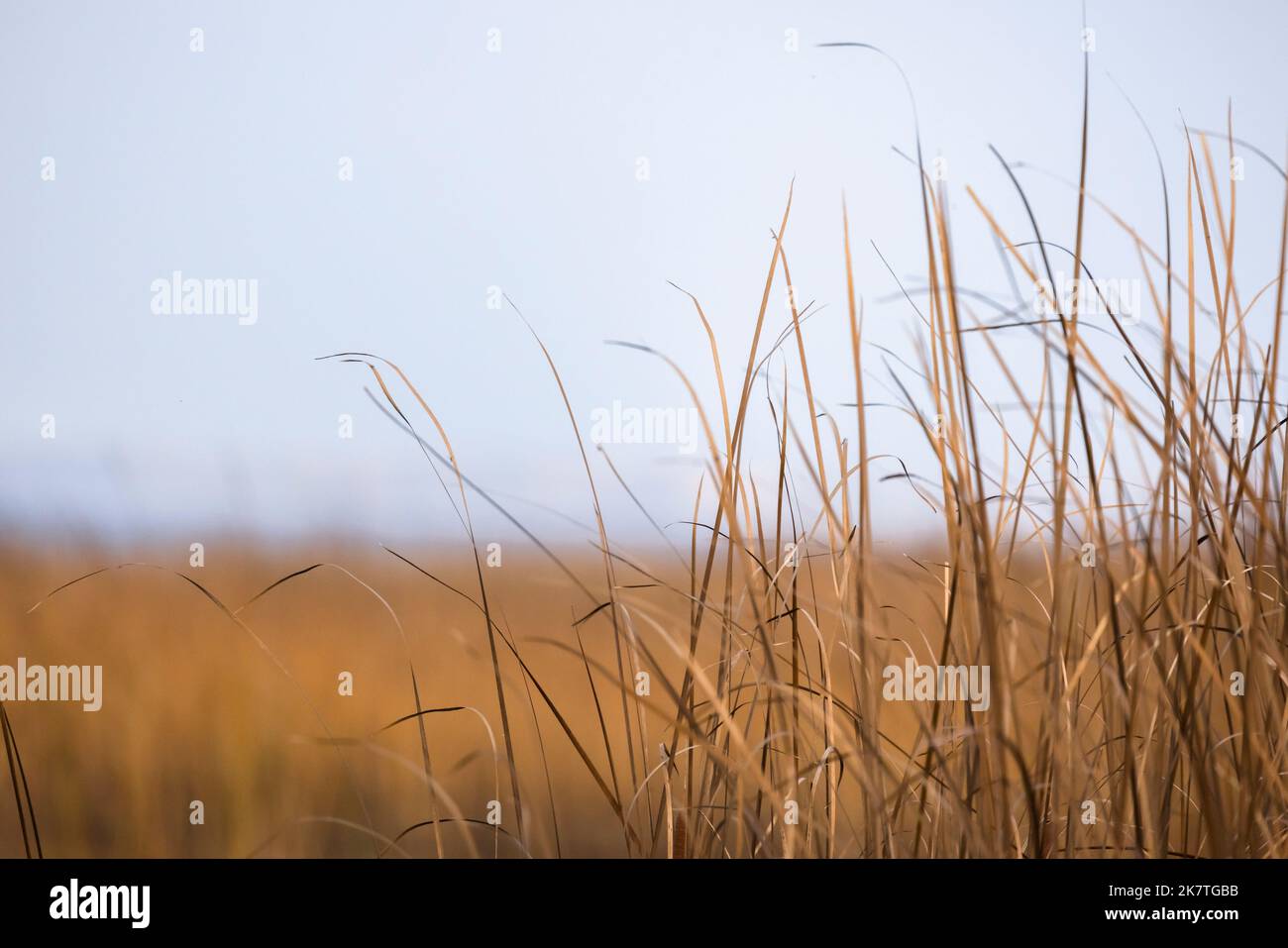 Autumn landscape with dry yellow coastal grass waving on wind over ...