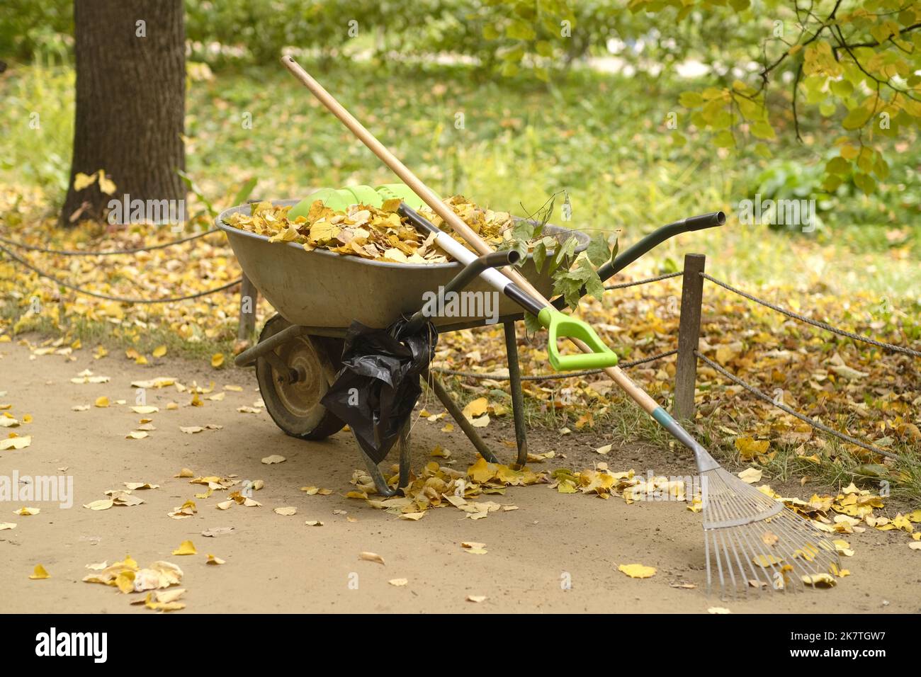 Wheelbarrow with autumn leaves, cleaning tools in park. Full pushcart ...