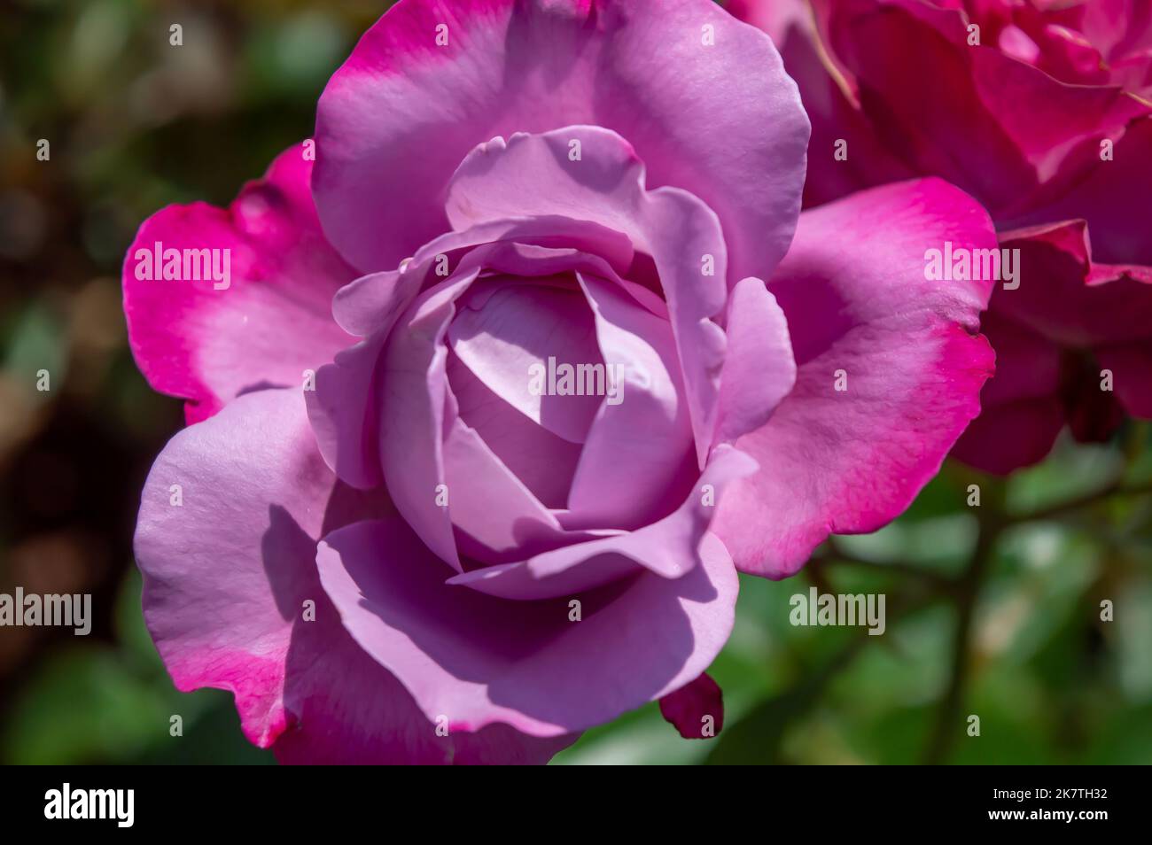 Roses in park hi-res stock photography and images - Alamy
