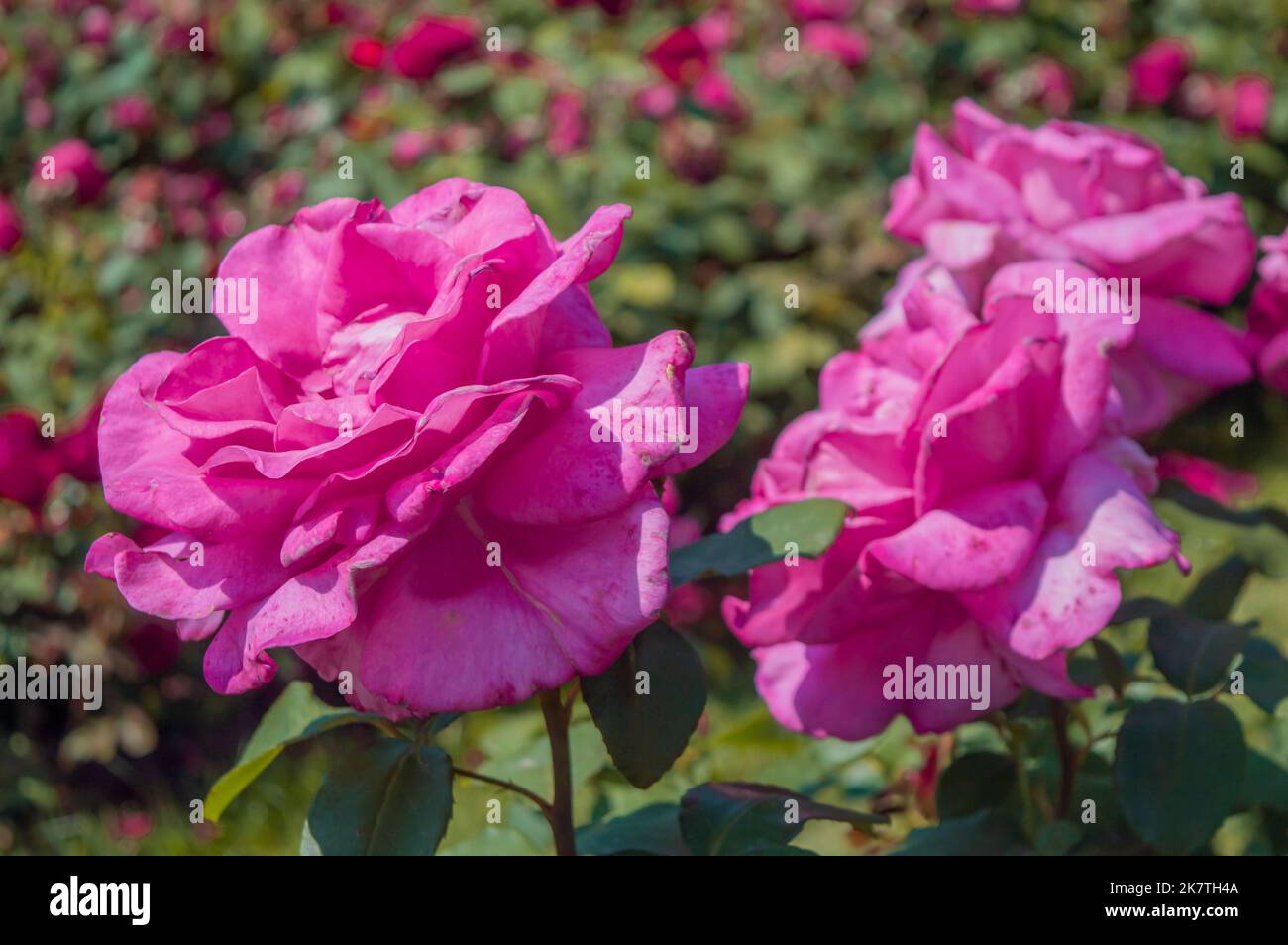 Lilac roses hi-res stock photography and images - Alamy
