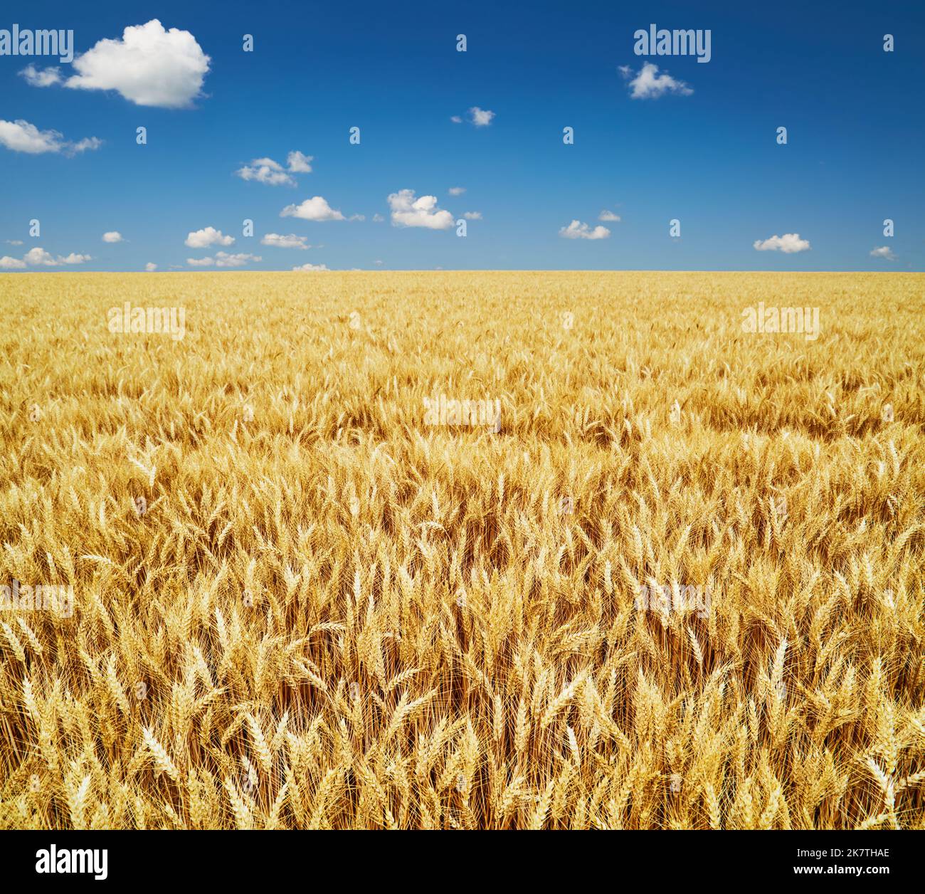 Golden field over blue sky hi-res stock photography and images - Alamy