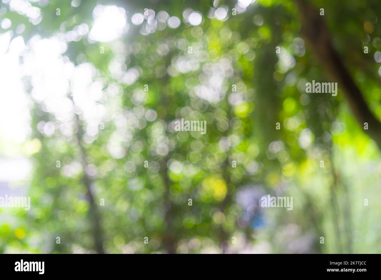 Abstract Bokeh Tree Green colour background in summer of the sun Stock ...