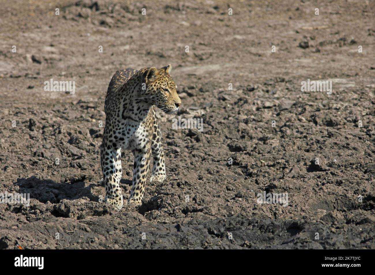 A leopard approaches a muddy pool. Botswana: IF YOU?VE heard of the ...