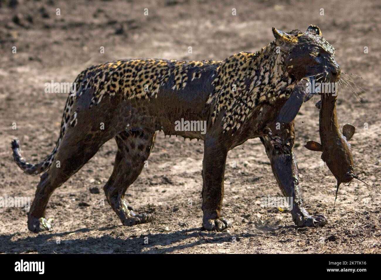 A successful catch. Botswana: IF YOU?VE heard of the Kipling fable How ...