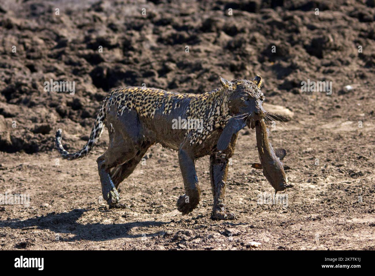 A successful mud bath. Botswana: IF YOU?VE heard of the Kipling fable ...