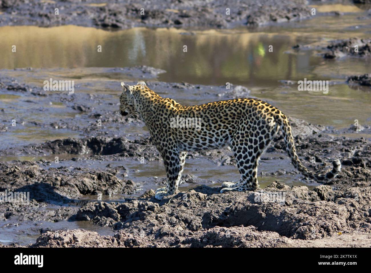 This leopard was spotted acting strange round the water. Botswana: IF ...