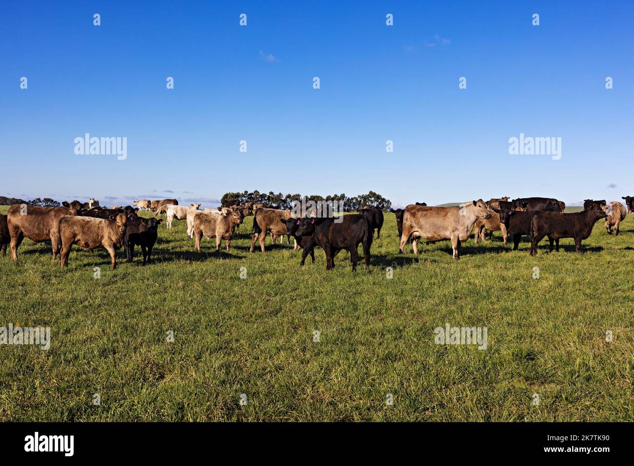Lush pasture hi-res stock photography and images - Alamy