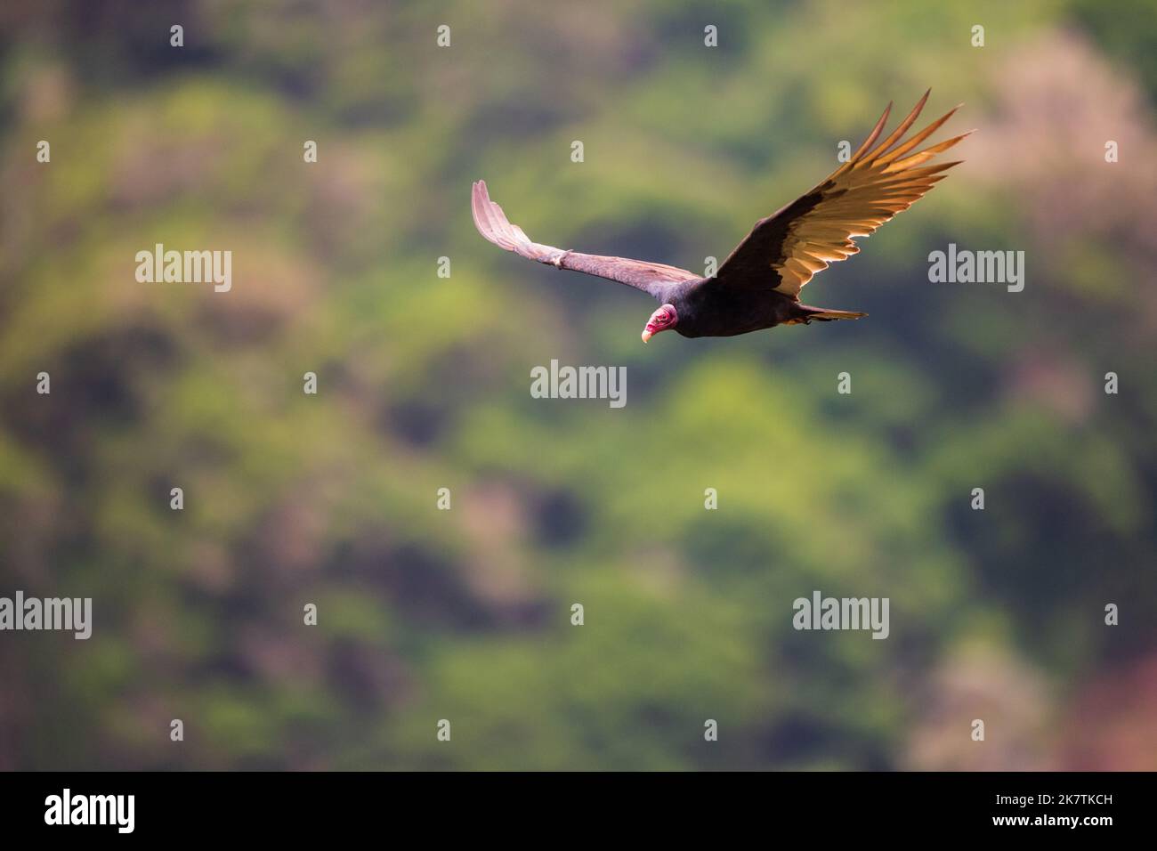A Turkey Vulture In Flight Costa Rica Stock Photo Alamy a-turkey-vulture-in-flight-costa-rica-stock-photo-alamy