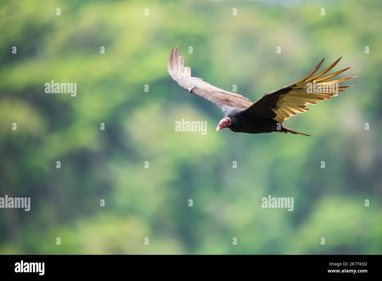 A turkey vulture in flight , Costa Rica Stock Photo - Alamy