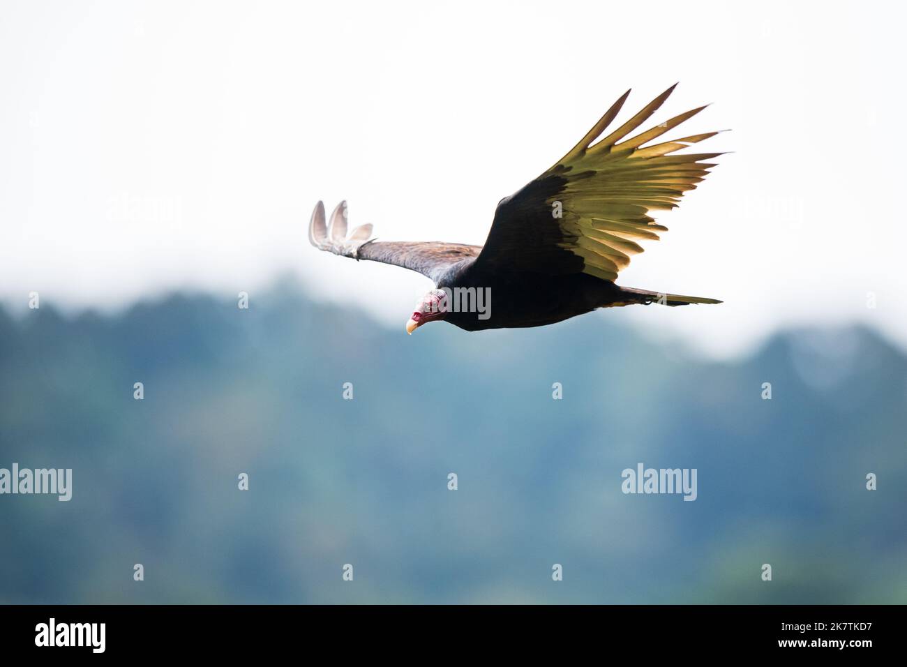 A Turkey Vulture In Flight Costa Rica Stock Photo Alamy a-turkey-vulture-in-flight-costa-rica-stock-photo-alamy