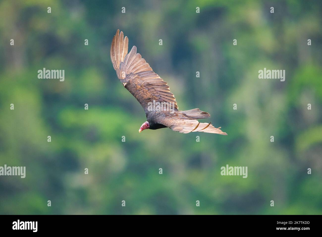 A Turkey Vulture In Flight Costa Rica Stock Photo Alamy a-turkey-vulture-in-flight-costa-rica-stock-photo-alamy