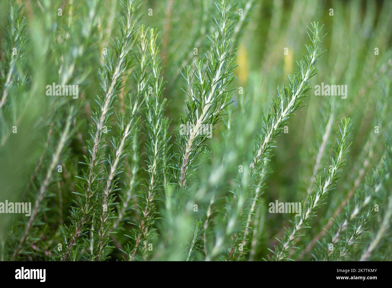 Close-up fresh organic Rosemary herb grow outdoor. Aromatic and ...