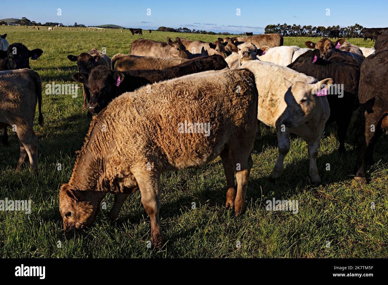 Learmonth Australia. / Cattle grazing on lush pasture.Learmonth is in ...