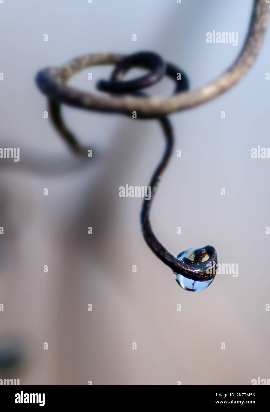 The first morning drops of dew on a dried stem. Poplar trees in the ...