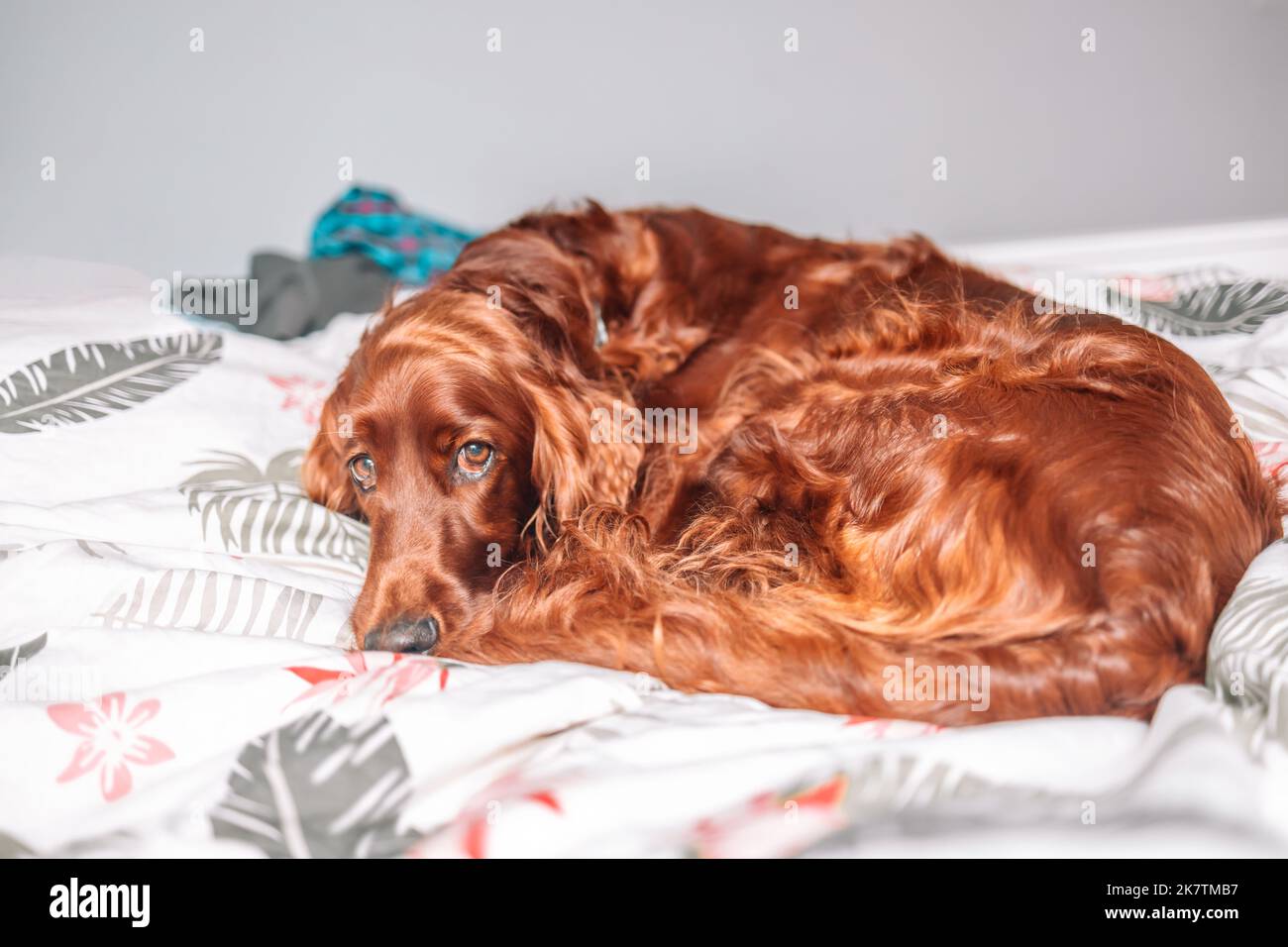 Irish Setter dog puppy under white warm blanket on a bed at home.Pet in ...