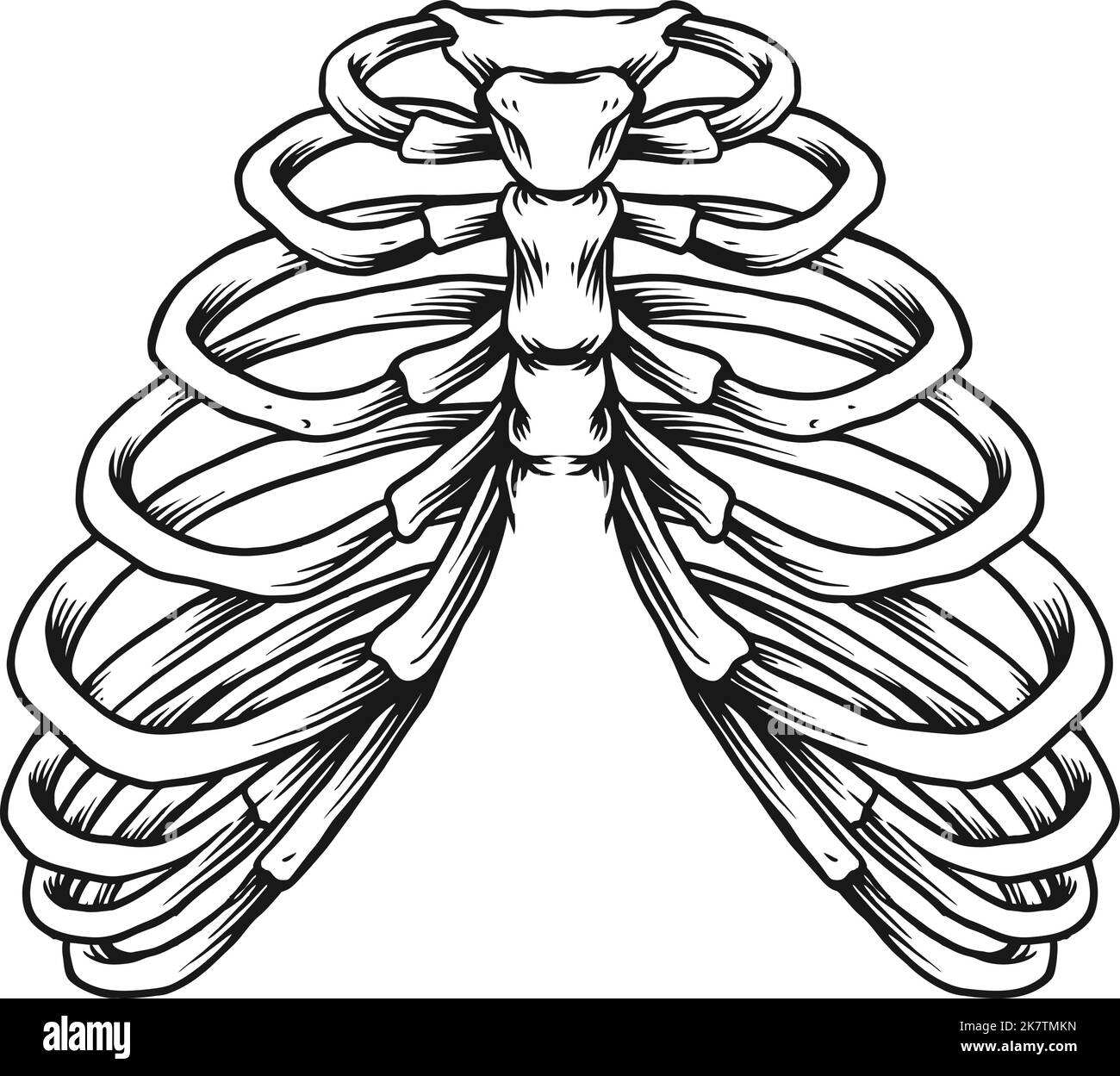 Ribs Clip Art Black And White 580+ Ribs Plate Stock Illustrations,