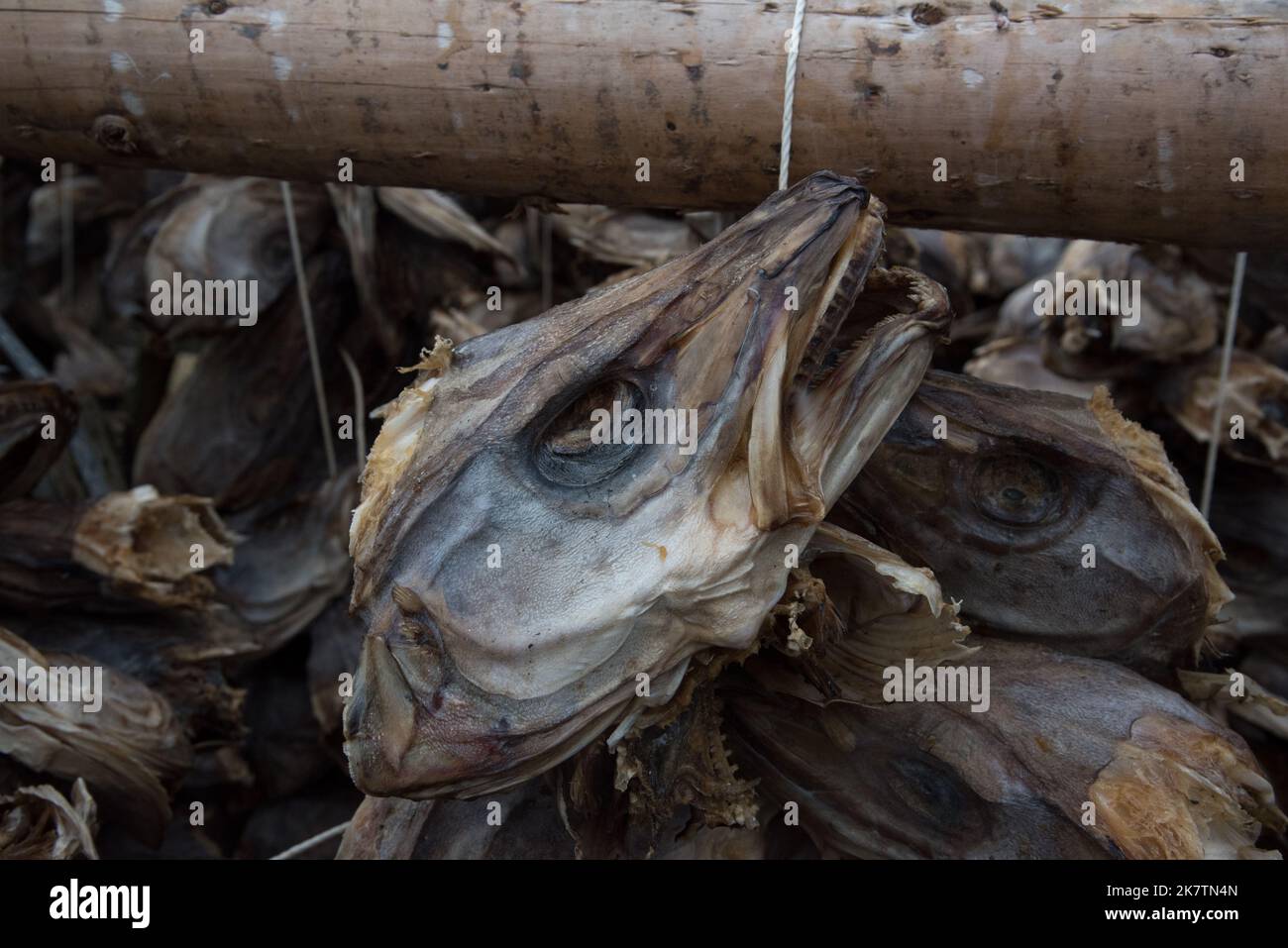 After drying from stockfish only the heads of the cod reamain on the ...