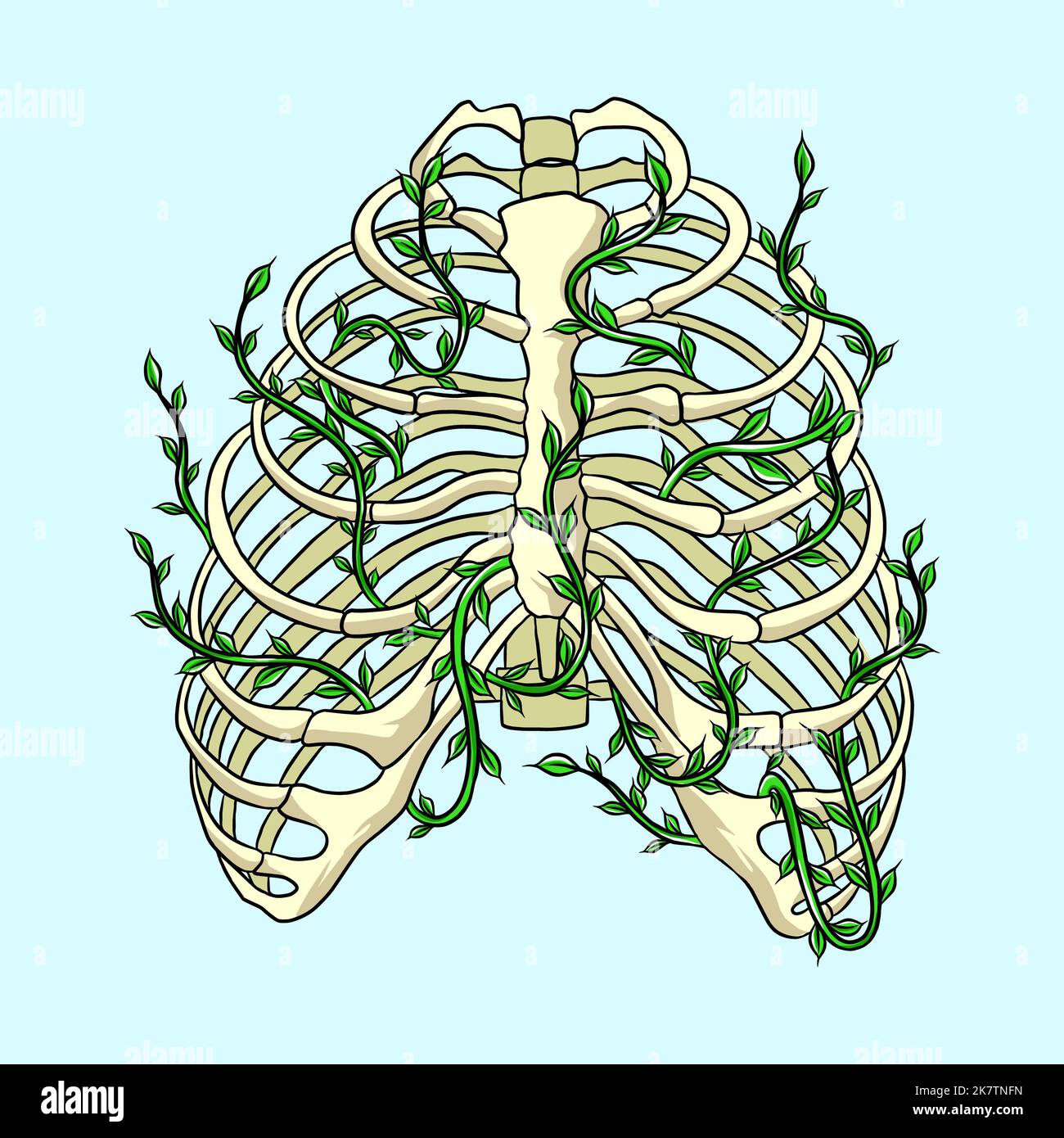 Human ribs. Illustration from vector about science and medical. Vector ...