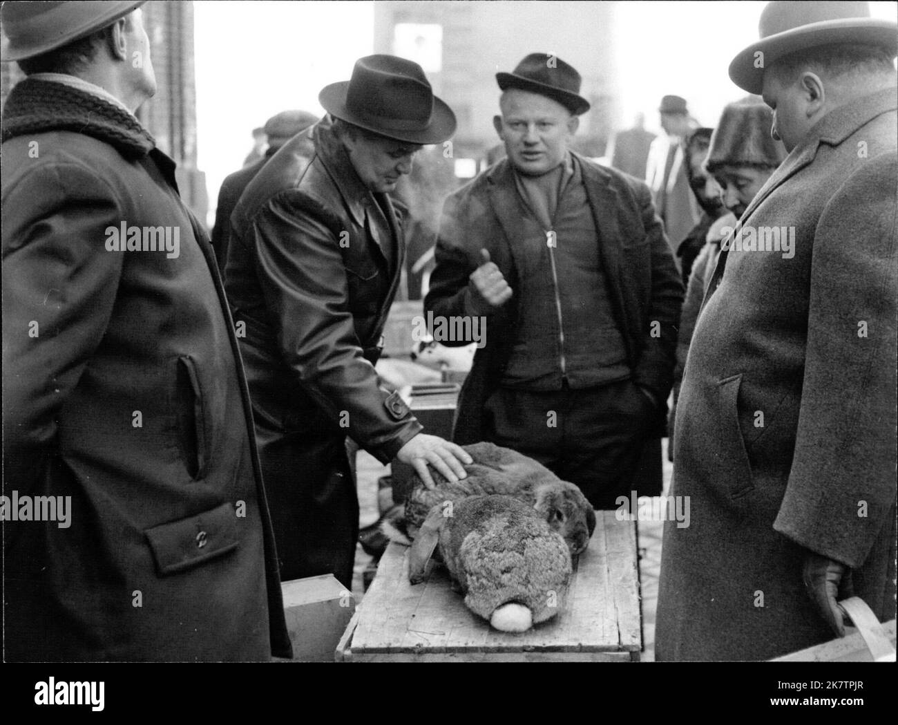 Hamburg - Ein Filmfeuilleton von Peter Kassowitz (1969) - Kaninchen ...