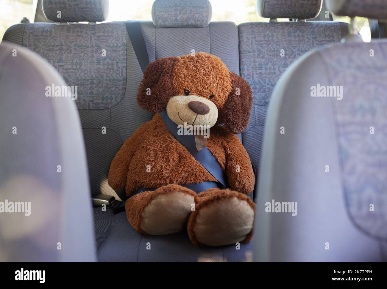 Teddy bear, seatbelt and safety on the back seat of a car while on a road trip, journey and ...