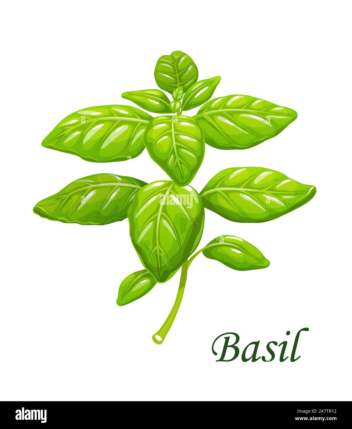 Basil greenery, isolated vector garden spices branch with green leaves ...
