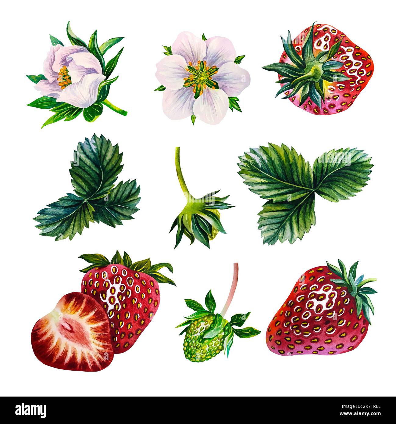 Strawberry set with berries, flowers and leaves. Watercolor ...