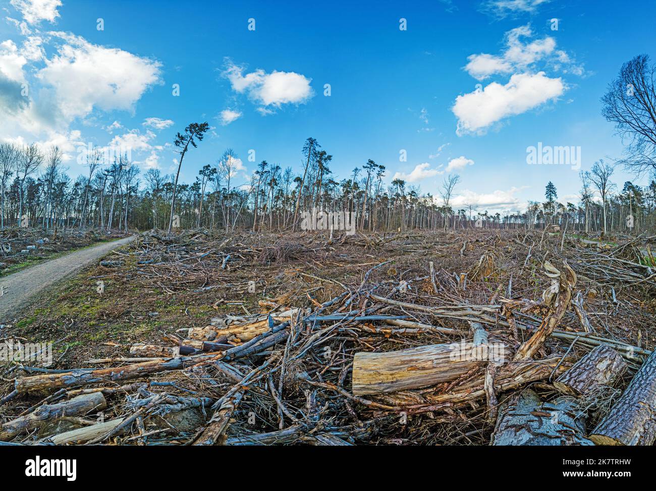Image of a destroyed forest area after a storm in Germany during ...