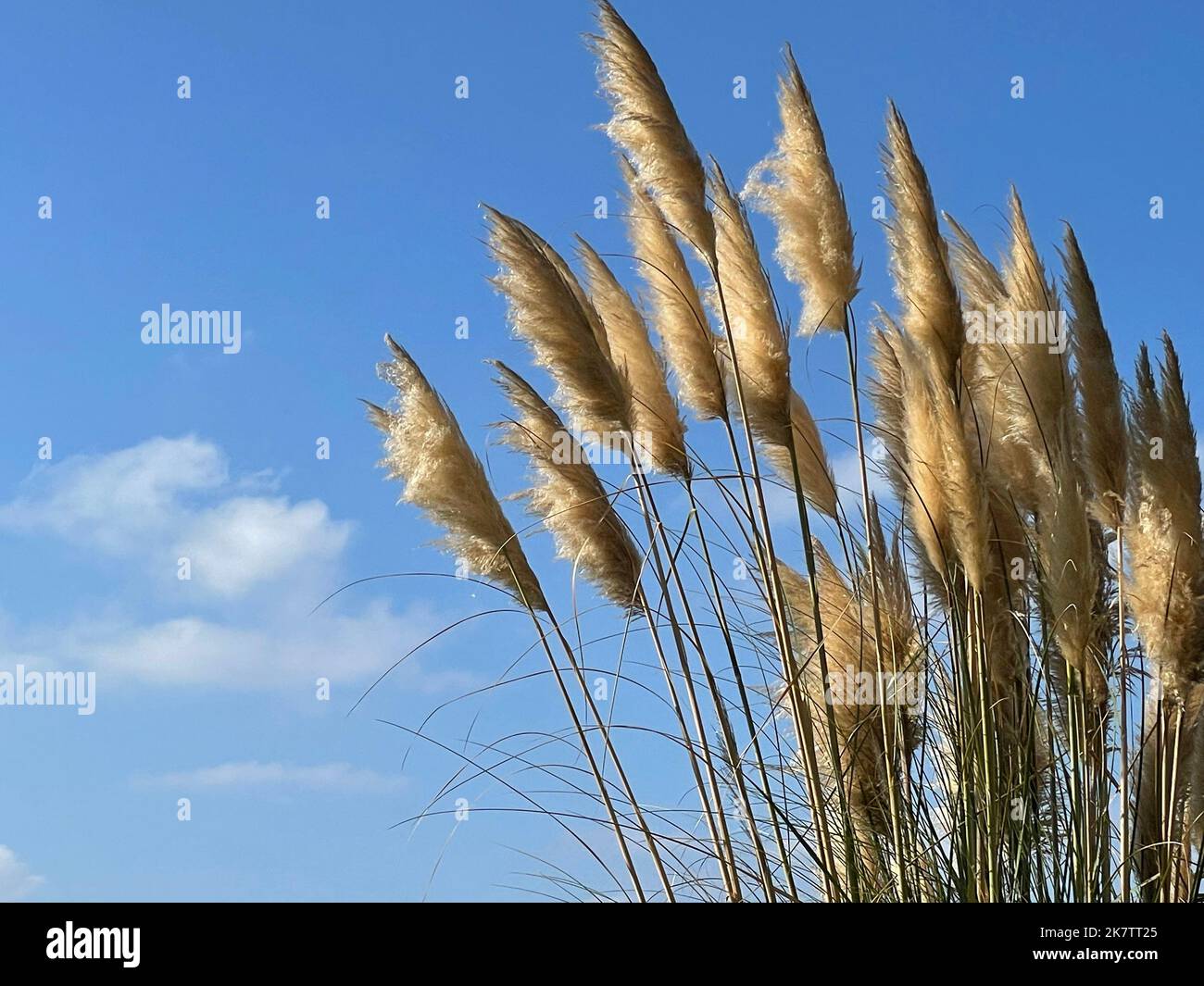 PAMPAS GRASS. Photo: Tony Gale Stock Photo - Alamy