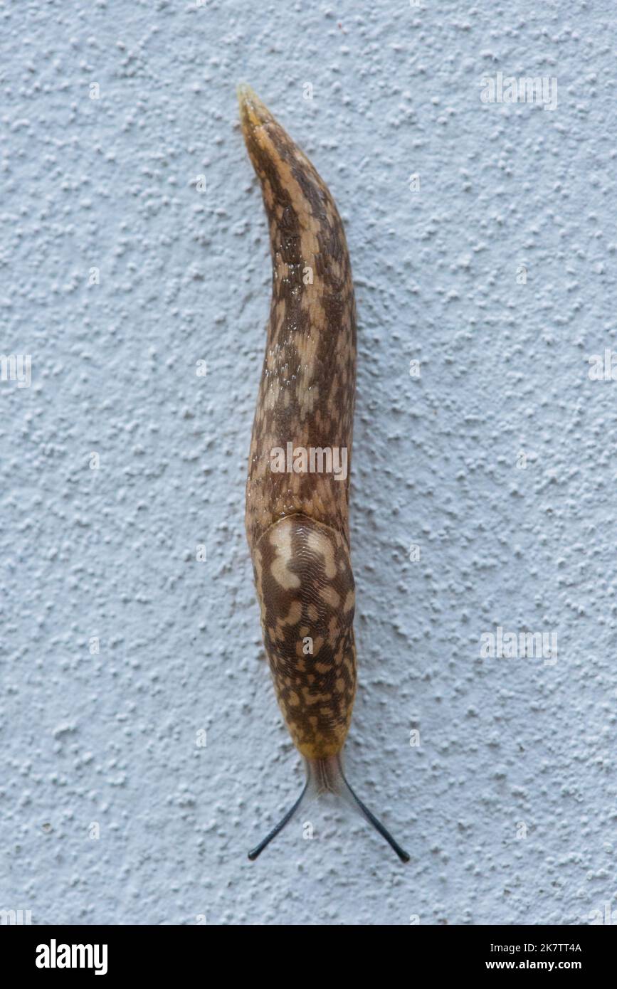 Garden snail or slug on white wall background with copy space Stock ...