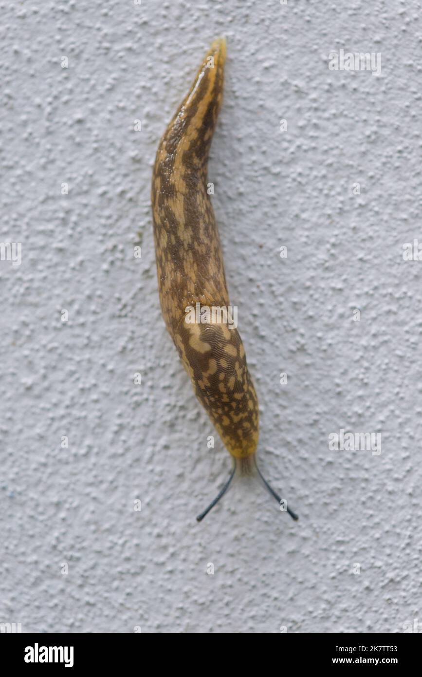 Garden snail or slug on white wall background with copy space Stock ...