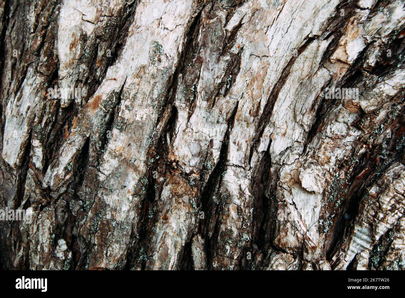 Close up of tree bark texture. Authentic dried cracked wood. Aesthetic ...