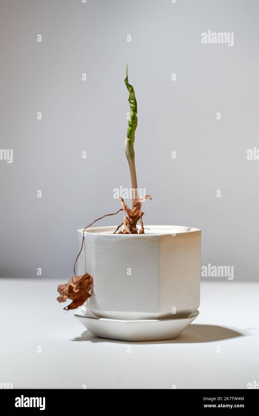 Withered plant in pot gave birth to a new sprout. Concept of home ...