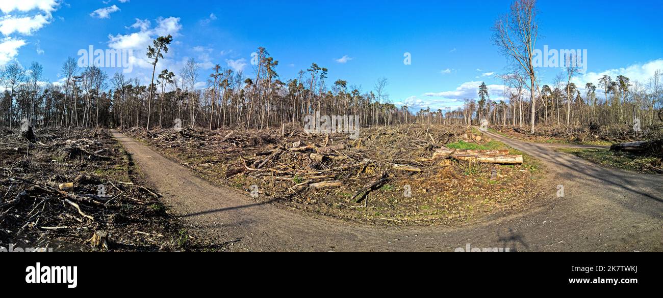 Destroyed forest hi-res stock photography and images - Alamy