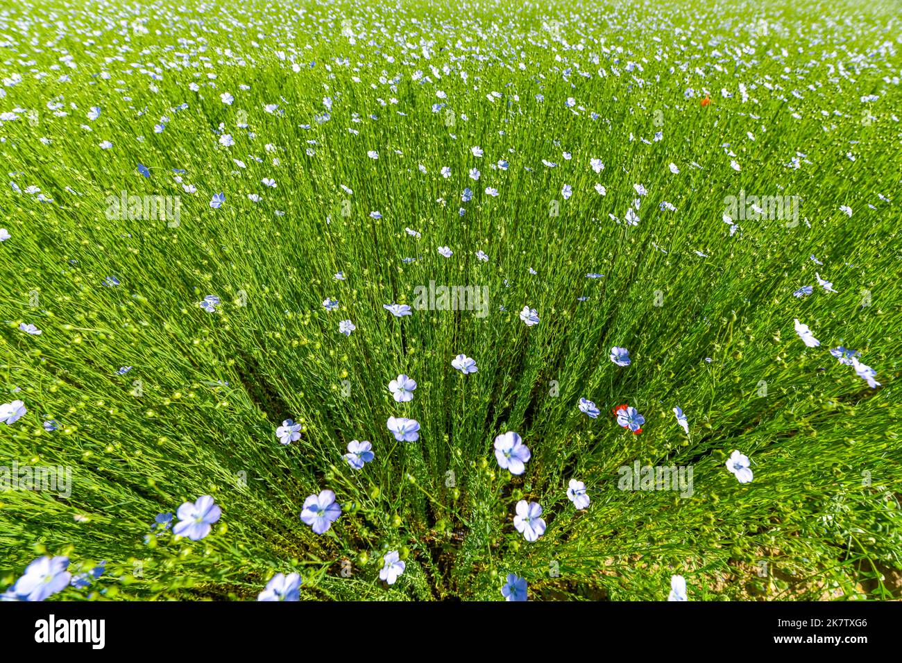 Flax field in bloom in the "Pays de Caux" area (Normandy, northern ...