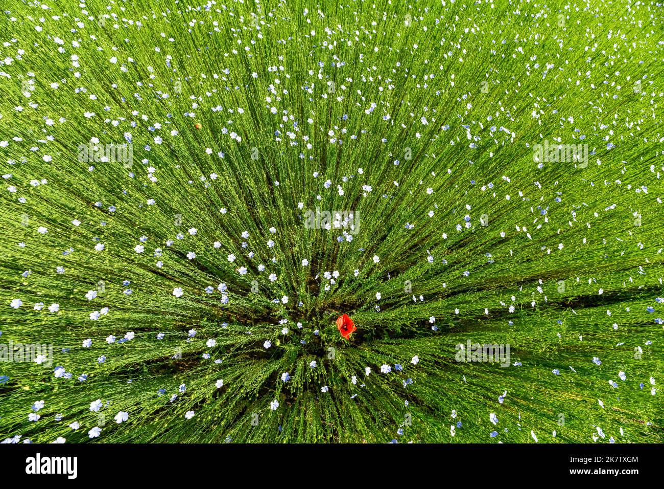 Flax field in bloom in the "Pays de Caux" area (Normandy, northern ...