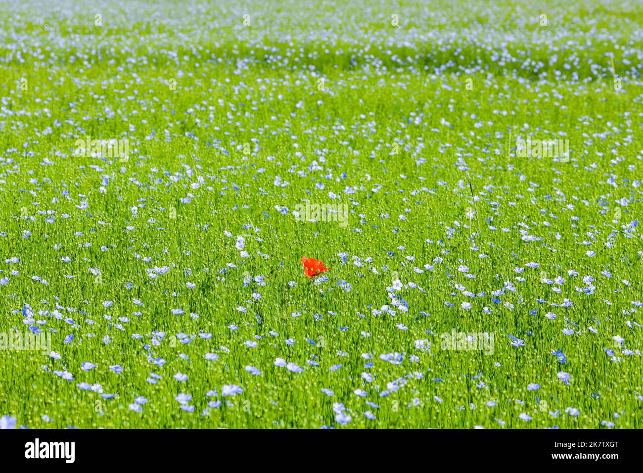 Flax field in bloom in the "Pays de Caux" area (Normandy, northern ...