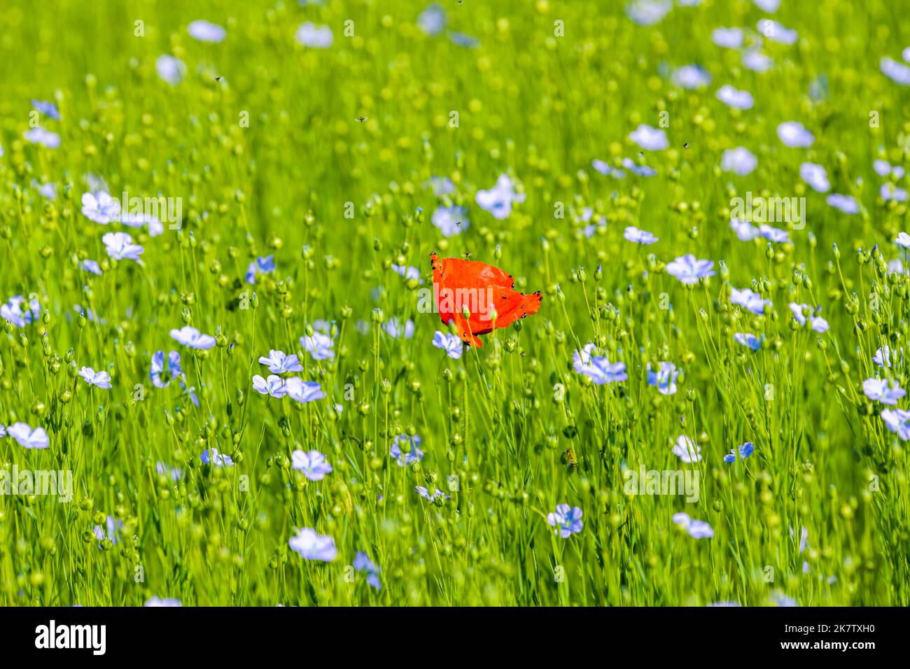 Flax field in bloom in the "Pays de Caux" area (Normandy, northern ...