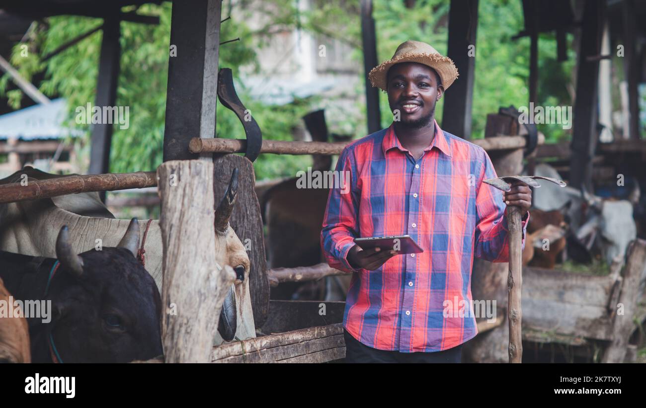African farmer use tablet for livestock and husbandry control in cattle ...