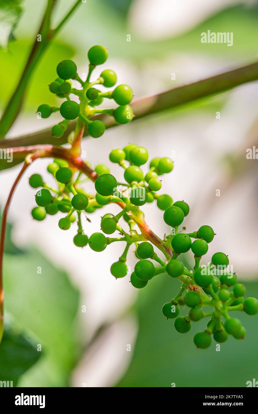 Immature bunch of grapes hi-res stock photography and images - Alamy