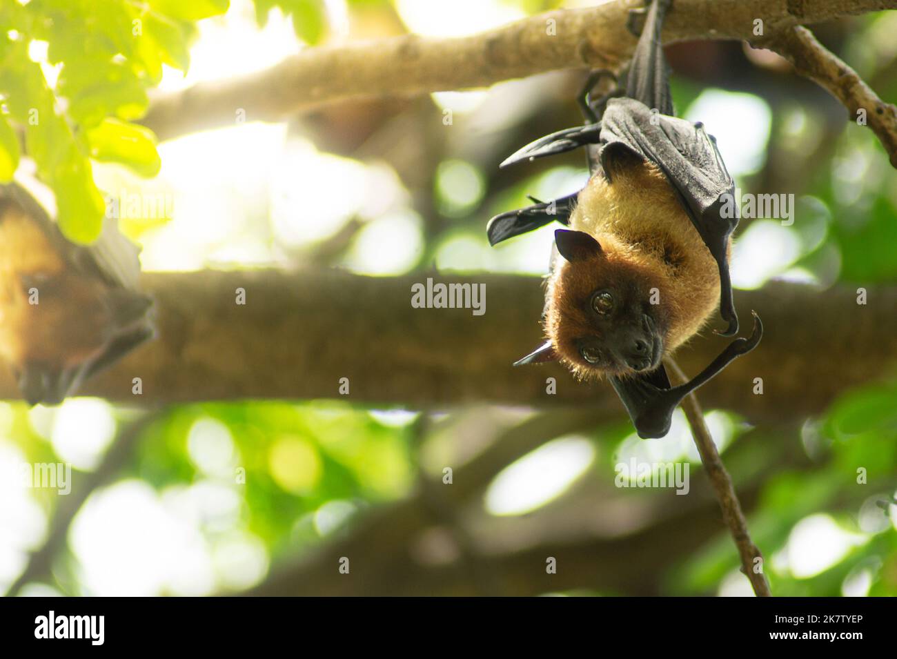 Bats are hanging upside down on the branch of tree Stock Photo - Alamy