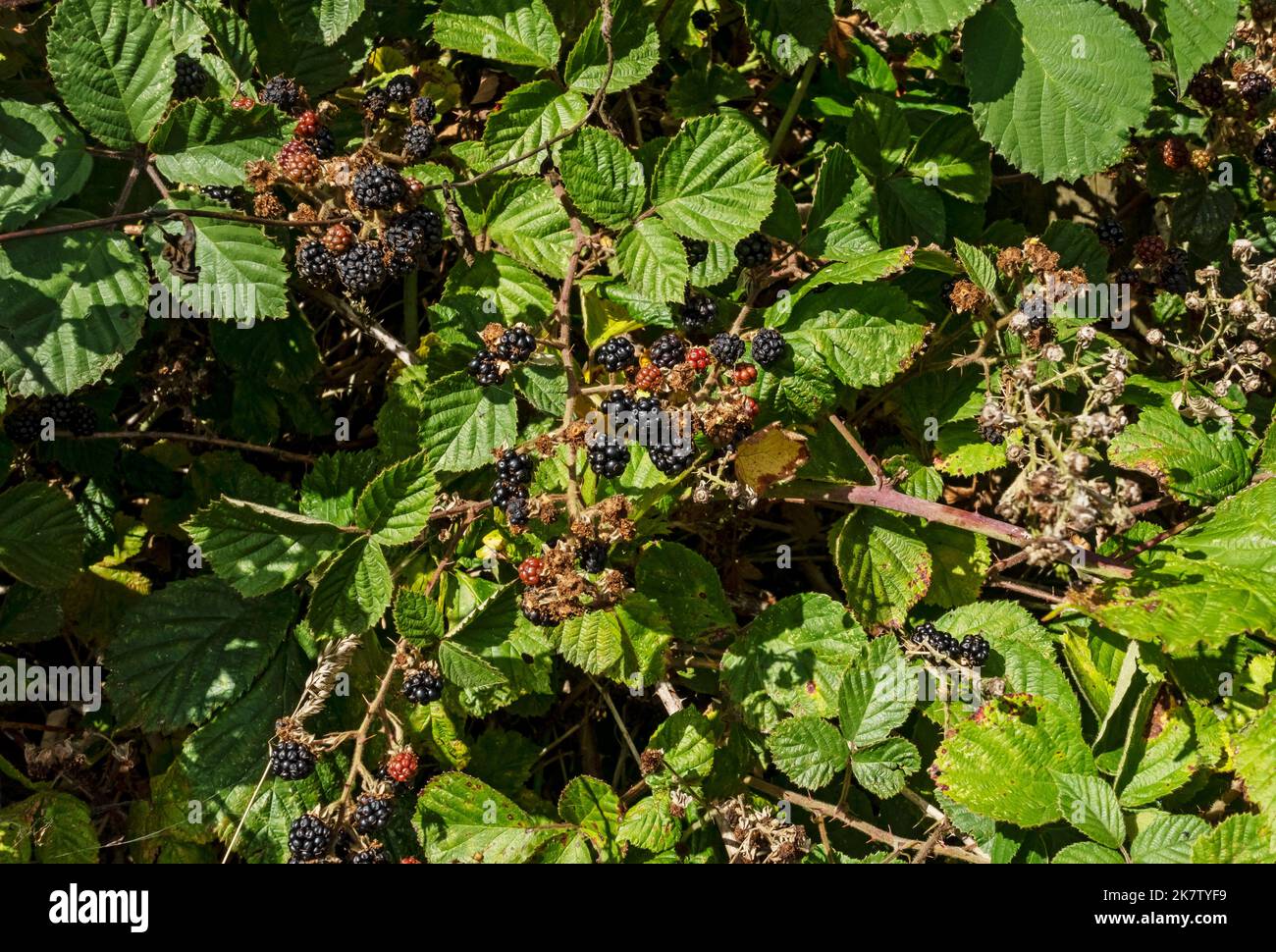 Soft wild fruit hi-res stock photography and images - Alamy