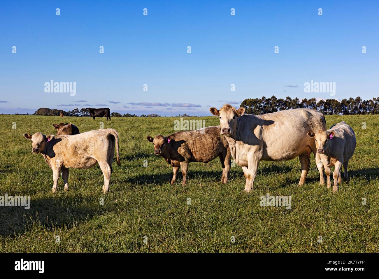 Learmonth Australia. / Cattle grazing on lush pasture.Learmonth is in ...