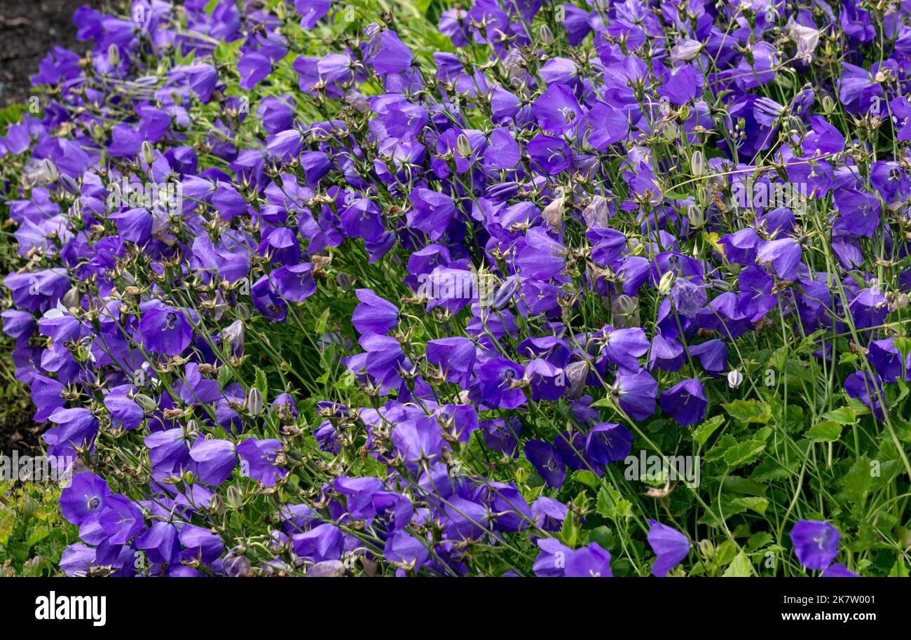 Purple bluebell flowers grow in a flower bed in the garden Stock Photo ...