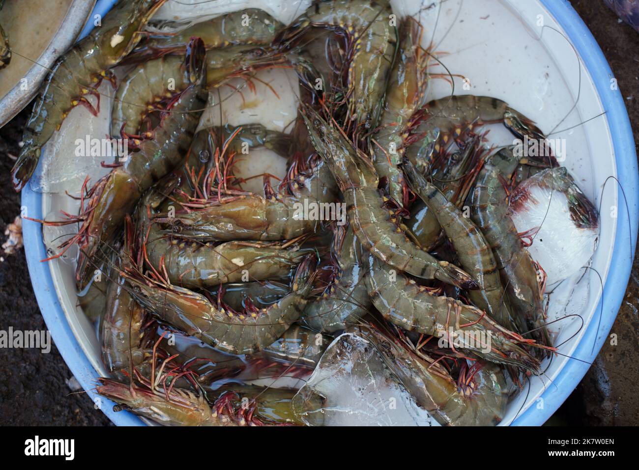 Prawn farm hi-res stock photography and images - Alamy