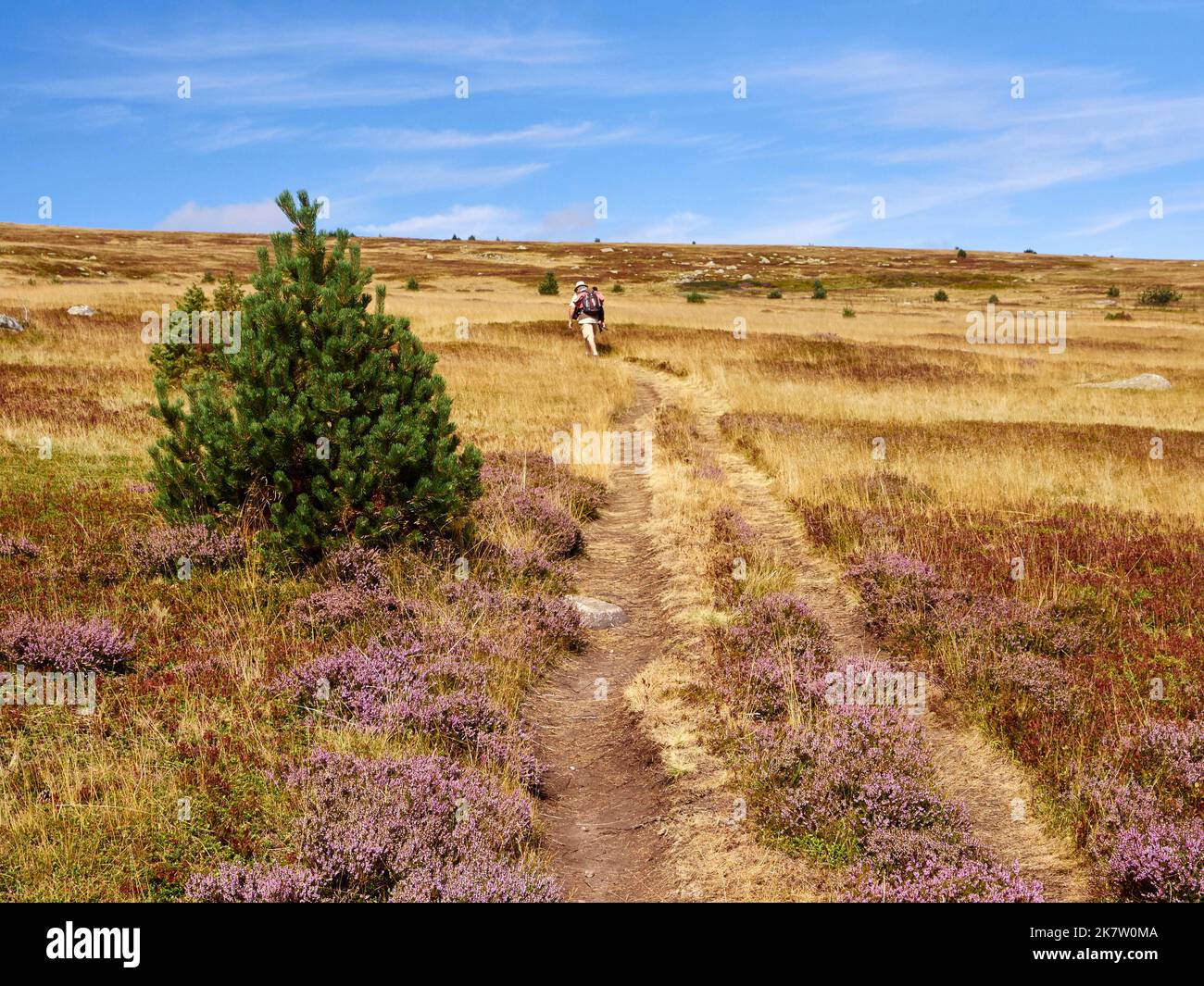 Hike through moors on a slope of the "Mont Lozere” peak. Man viewed ...