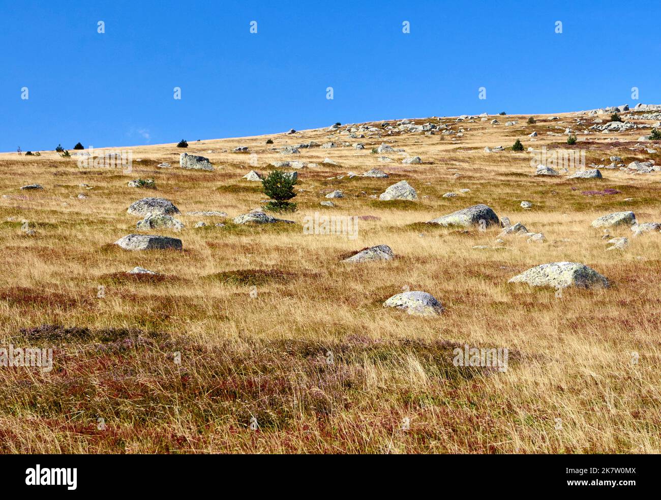 Hike through moors on a slope of the "Mont Lozere” peak: desert ...