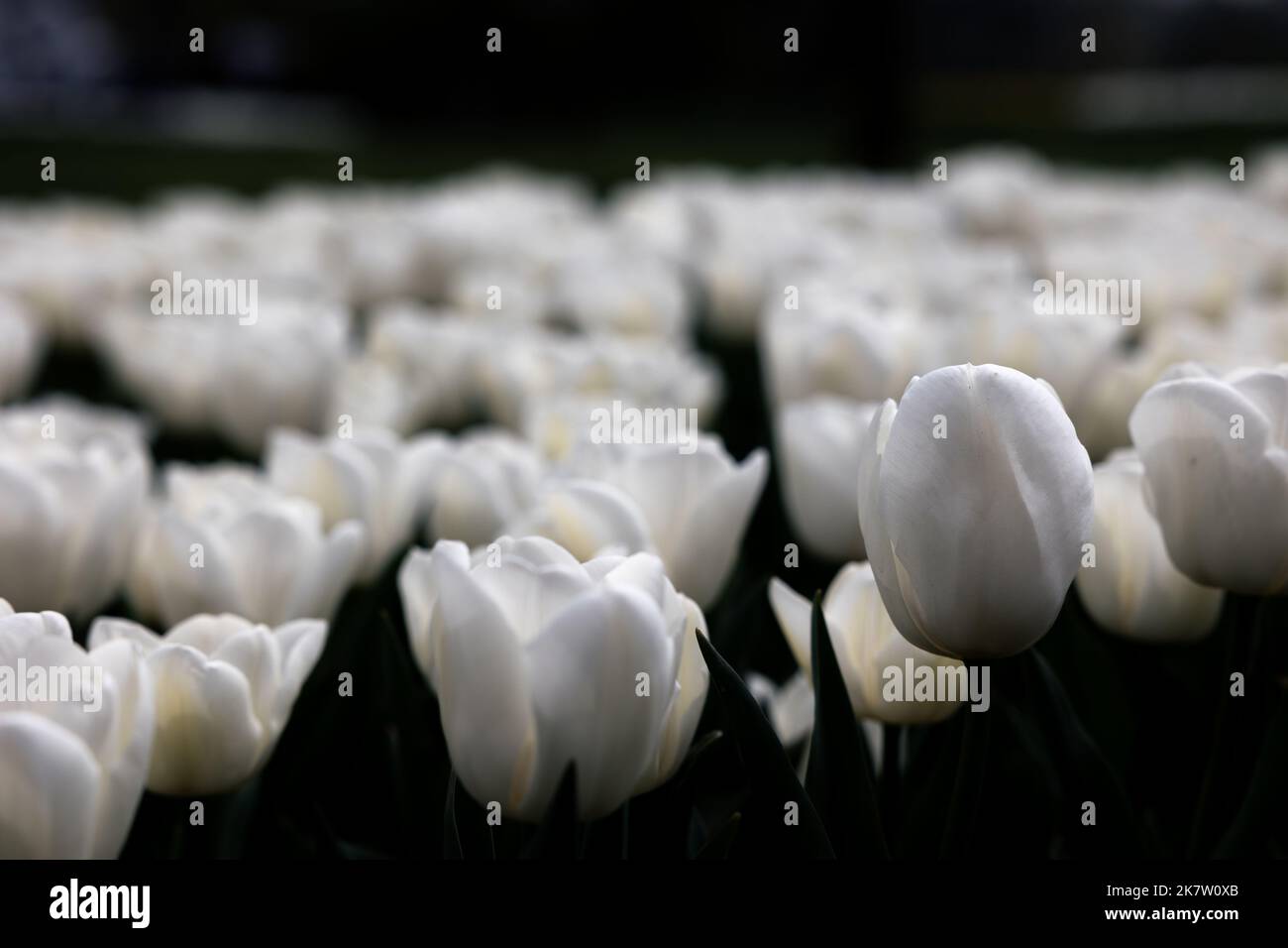 White tulips. Tulip blossom in spring background photo. Spring flowers ...